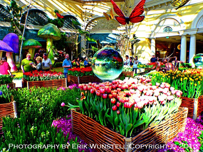 Las Vegas Flowers With Bees