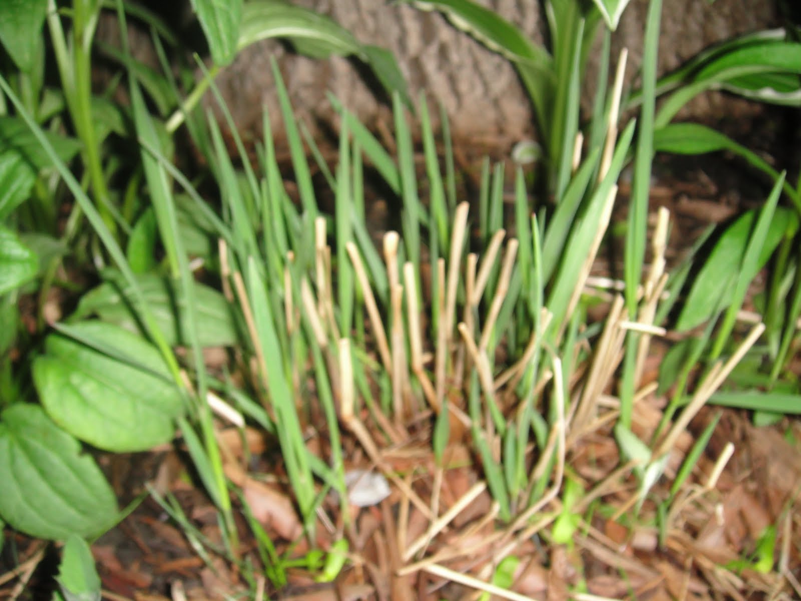 Life's Second Act: May 3 2010 update from the Garden