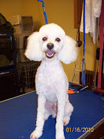 Happy Tails Pet Parlor