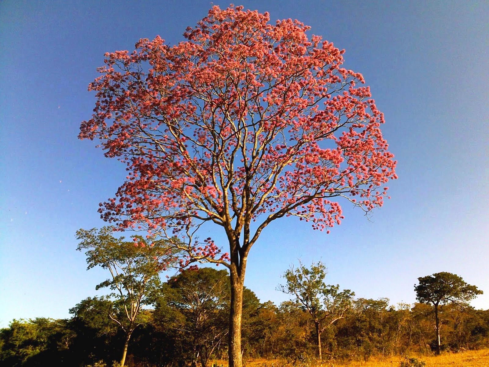 Caliandra do Cerrado: Cerrado e o ipê rosa