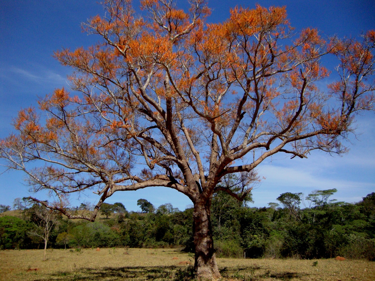 Caliandra do Cerrado: Nossas árvores - Cerrado