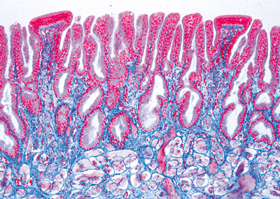 Conii*¤•.,.•¤**