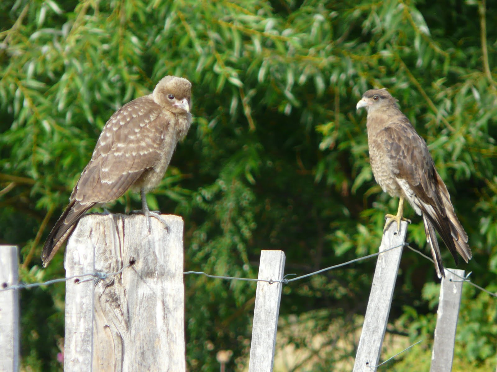 COA Tintica - Aves de Villa La Angostura: Chimango (Milvago chimango)