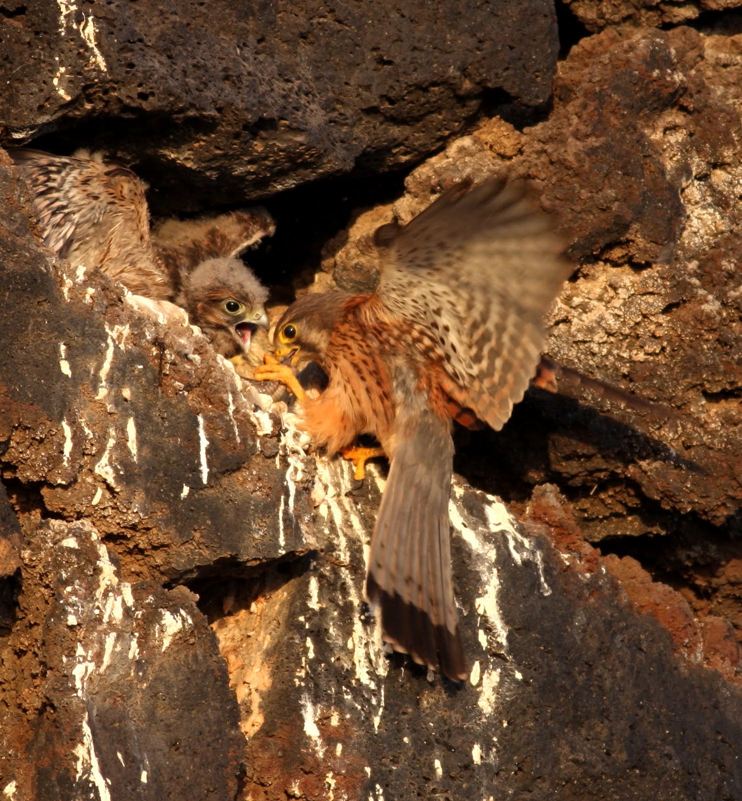 La Palma Birds: Common Kestrel (Late May 2010)