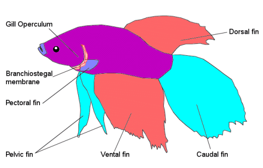 Merman's_Tale: Betta Fish