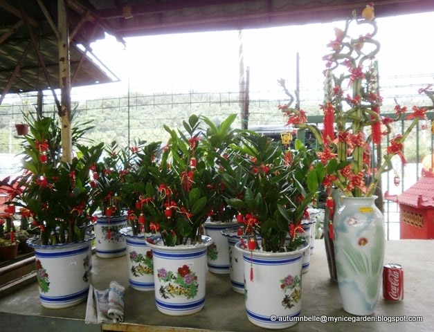 My Nice Garden: Auspicious Plants for Chinese New Year