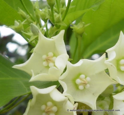 My Nice Garden: Kesidang, Vallaris glabra, Bread Flowers