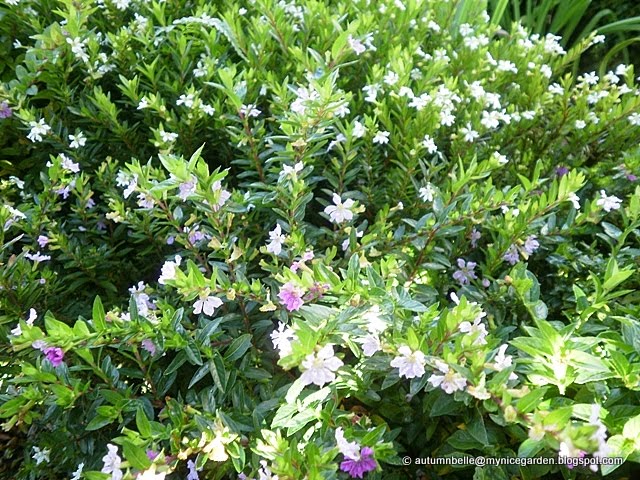 My Tropical Plants Finder: Cuphea hyssopifolia 'Alba'