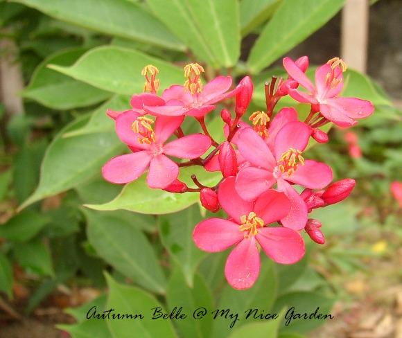 My Tropical Plants Finder: Jatropha integerrima - Red
