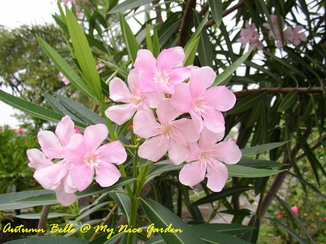 My Tropical Plants Finder: Nerium oleander