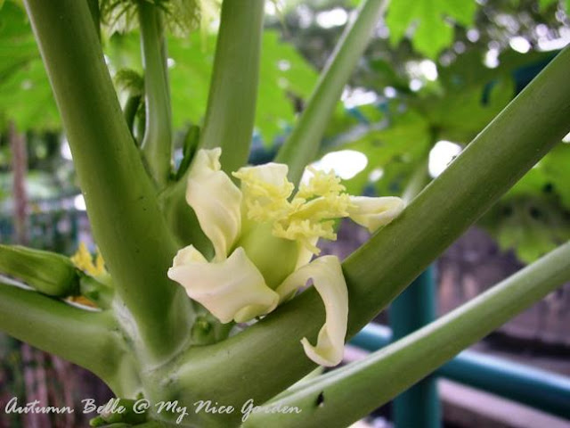 My Tropical Plants Finder: Female Papaya Flower