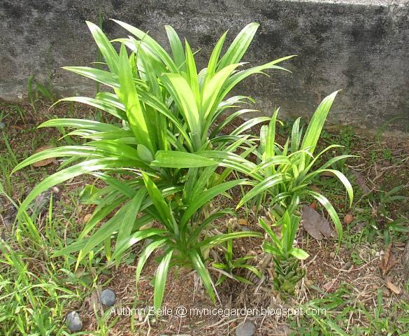 My Nice Garden: When There is Pandan, The Cooking's Done.