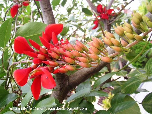 My Nice Garden: Erythrina fusca, The Red Flower Tree