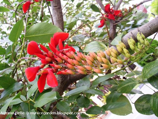 My Nice Garden: Erythrina fusca, The Red Flower Tree
