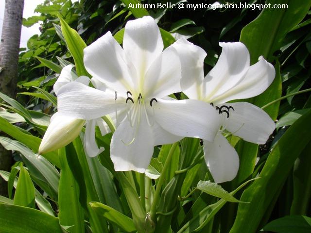 My Tropical Plants Finder: African Crinum Lily (Crinum jagus)