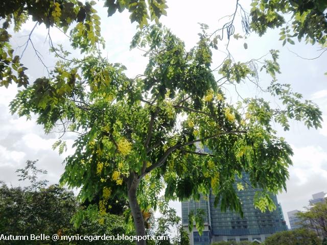 My Nice Garden: The Yellow Cassia Trees of KLCC Park