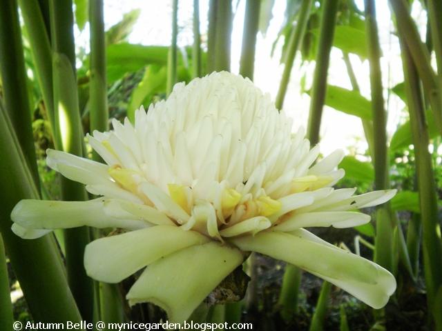 My Nice Garden: Etlingera elatior "White" Torch Ginger Flower