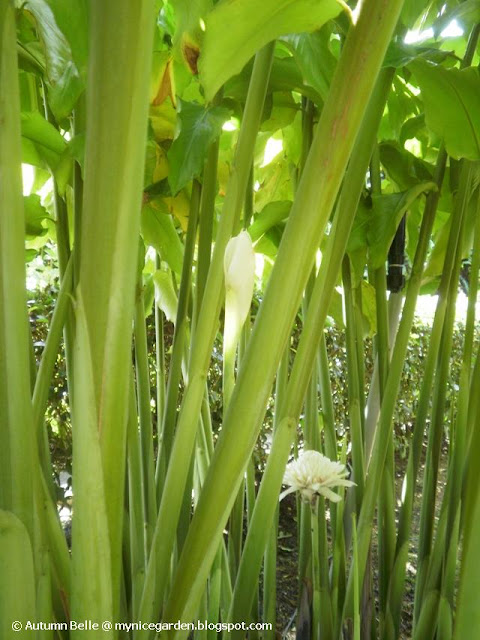 My Nice Garden: Etlingera elatior "White" Torch Ginger Flower