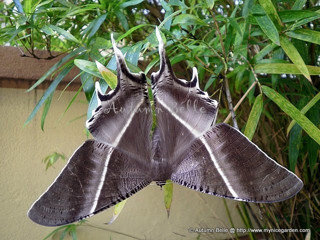 My Malaysia Daily Photo: Lyssa zampa the Malaysian Brown Moth