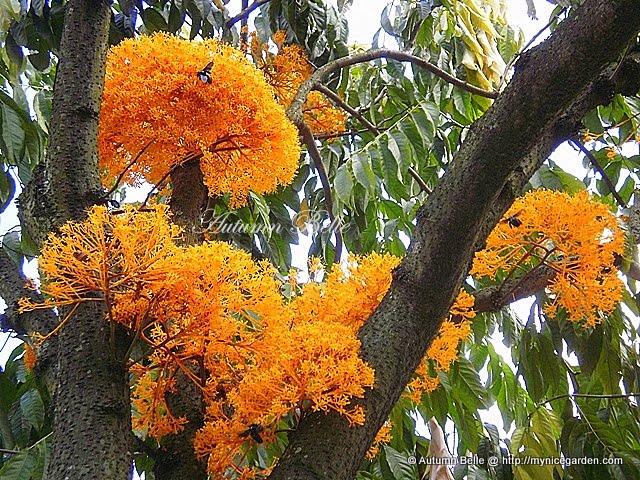 My Nice Garden: The Yellow Saraca thaipingensis Tree At KLCC Park