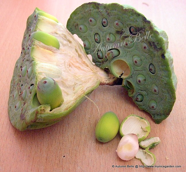 My Nice Garden: Mid Autumn Festival - Lotus Seeds and Mooncakes