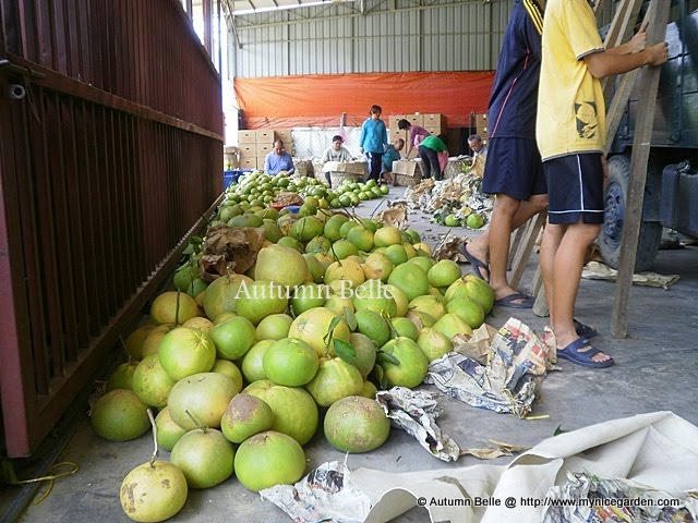 My Nice Garden: Mid Autumn Festival - Why the Pomelo Fruit and Where to ...