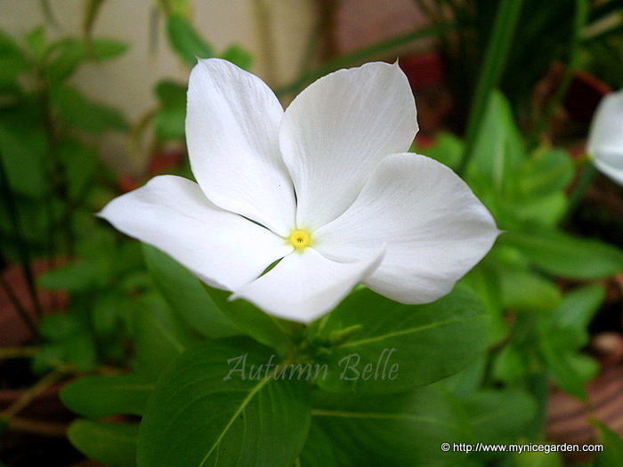My Nice Garden: Caterpillars and Periwinkles