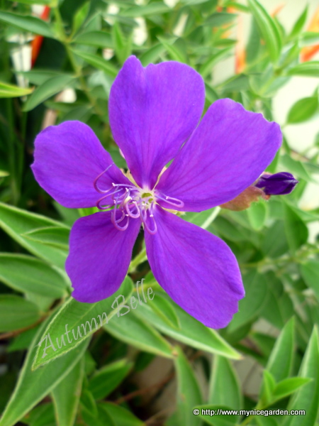 My Nice Garden: GBBD Nov 2010 and Foliage Follow-Up Day