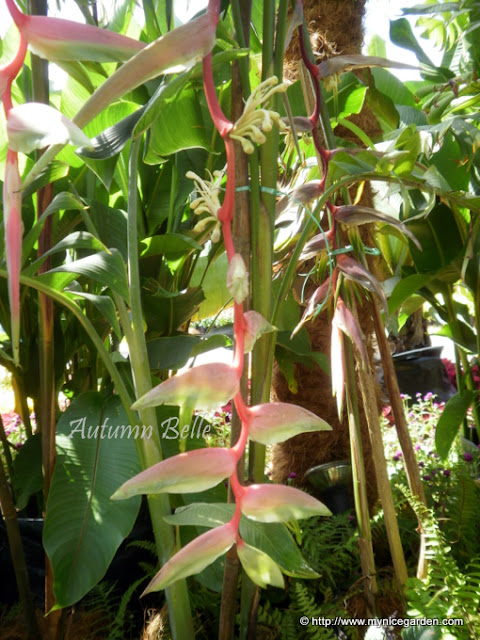 My Nice Garden: Heliconia chartacea "Sexy Pink" Lady