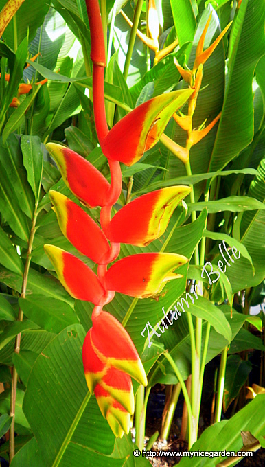 My Nice Garden: Heliconia rostrata The Hanging Lobster Claw