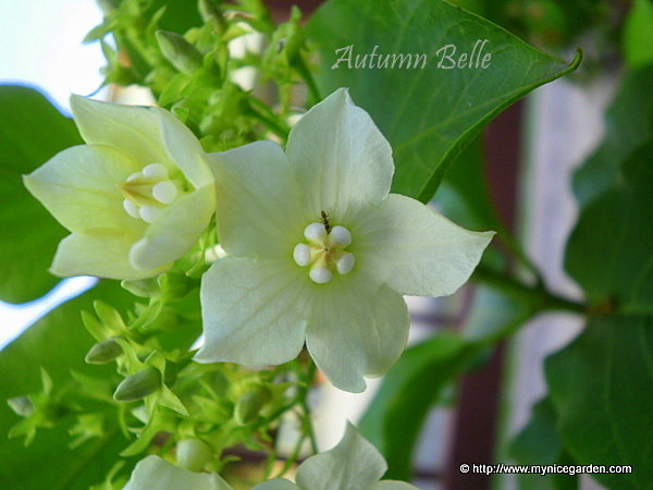My Nice Garden: Kesidang for A Touch of White.