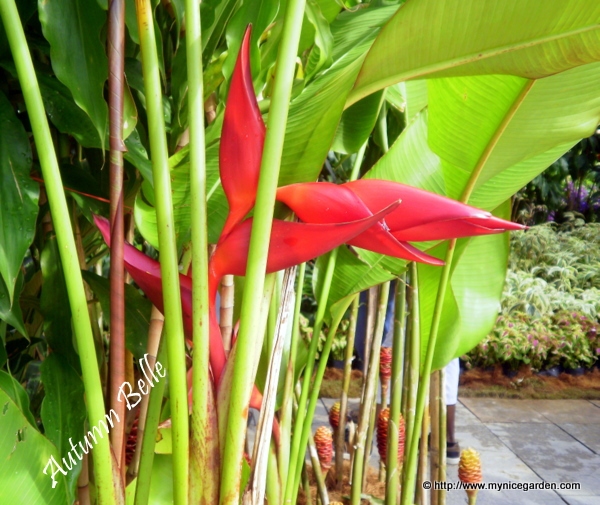 My Nice Garden: Heliconia collinsiana x H. bourgaeana cv. 'Pedro Ortiz ...