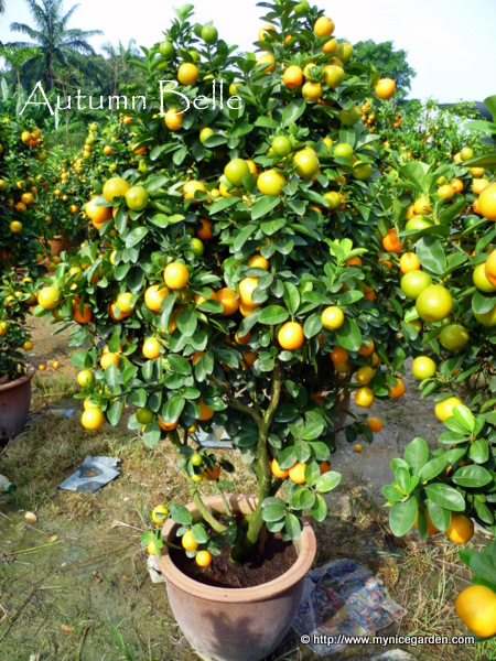 My Nice Garden: Buying Citrus Lime Trees for Chinese New Year