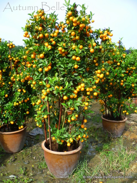 My Nice Garden: Buying Citrus Lime Trees for Chinese New Year