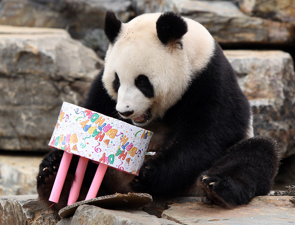 Lifestyles: Adelaide Panda Funi Celebrates First Australian Birthday