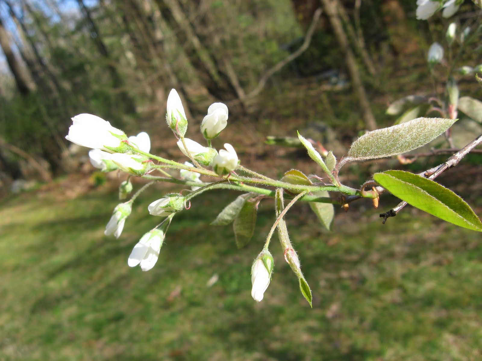 -Outside In-: shadbush