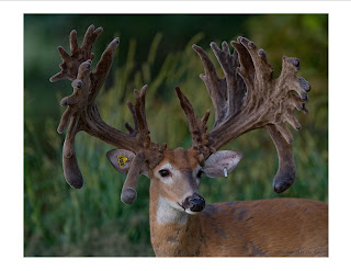 Charles "Deer Man" Black: X-Factor