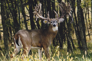 Charles "Deer Man" Black: X-Factor World Record Semen for $4000/straw ...