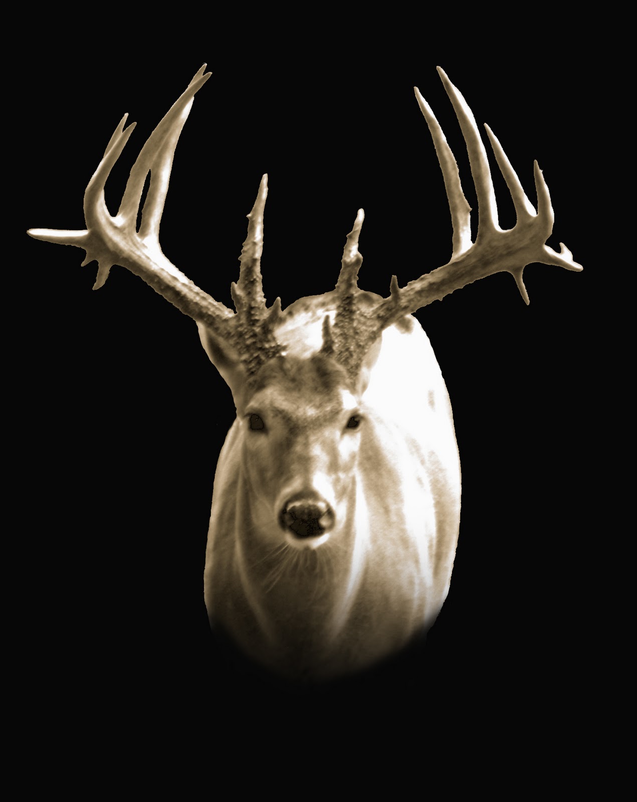 Charles "Deer Man" Black: Whitetail Rack Ranch 2-year old bucks