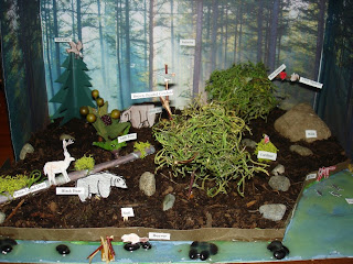 Jack and Jill of *many* trades: Brady's Deciduous Forest Diorama