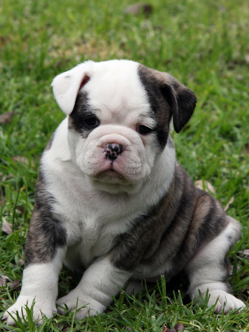 Miniature Australian bulldogs
