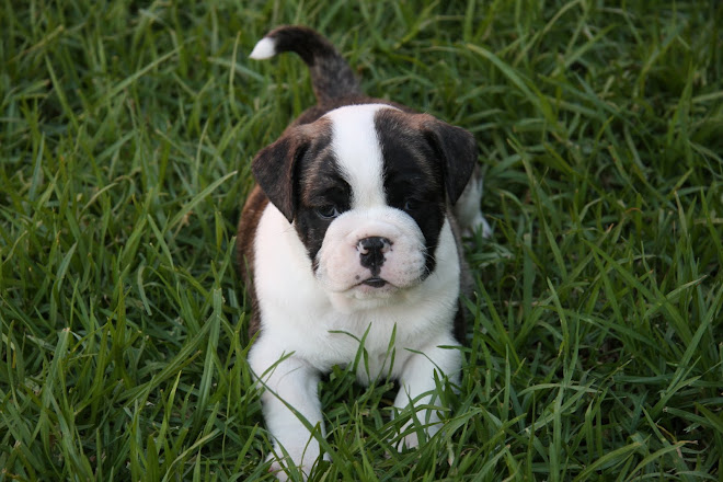 Miniature Australian bulldogs