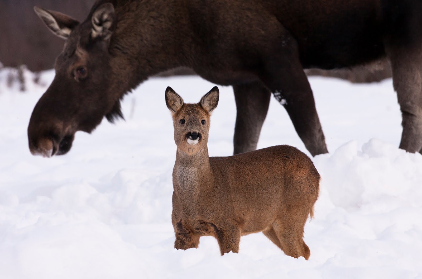 Nordic Wild: Elg og Rådyr i Overhalla