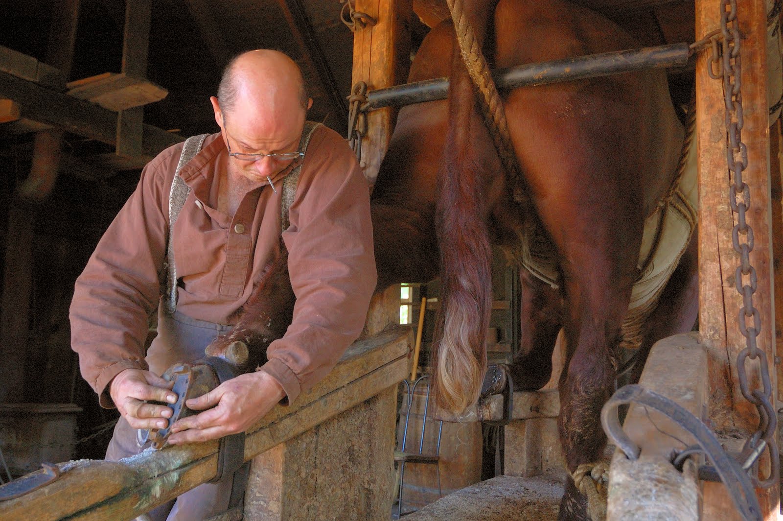 Life at Ross Farm: Shoeing an ox