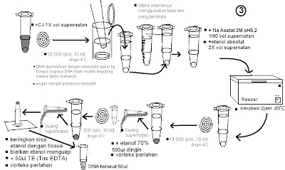 catatan kecil dari rusuk kiri: isolasi DNA kromosom bakteri