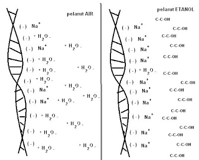 catatan kecil dari rusuk kiri: isolasi DNA kromosom bakteri