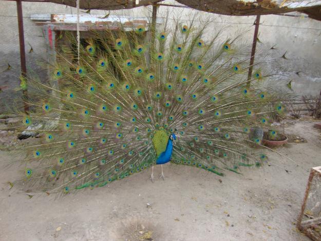Green Embreld Peacock For Sale 03335131648 Black Shoulder Peacock For Sale 03335131648