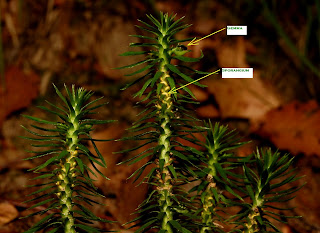 Get Your Botany On!: Shining Club Moss (Lycopodium lucidulum)
