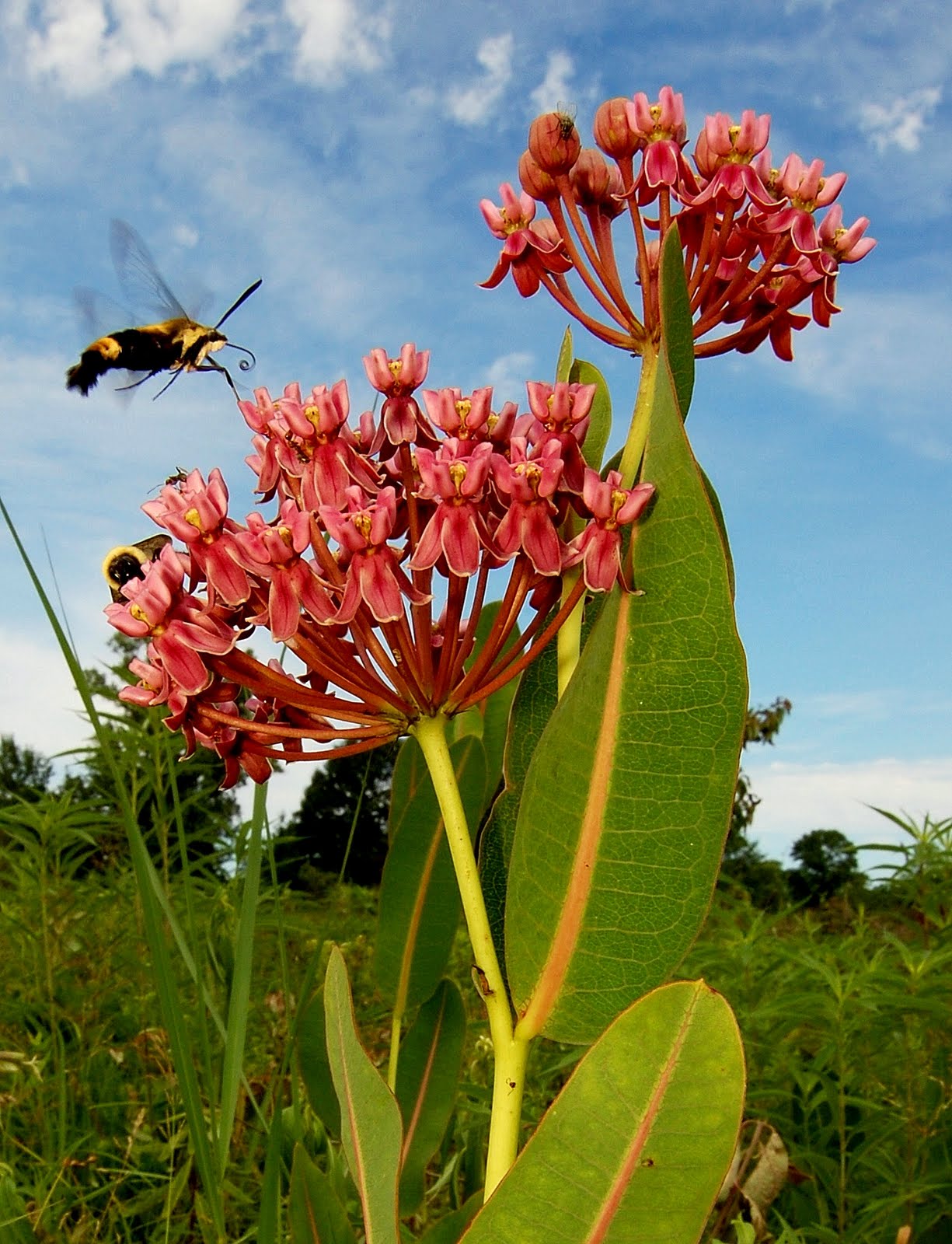 Get Your Botany On!: Prairie Milkweed (Asclepias sullivantii)