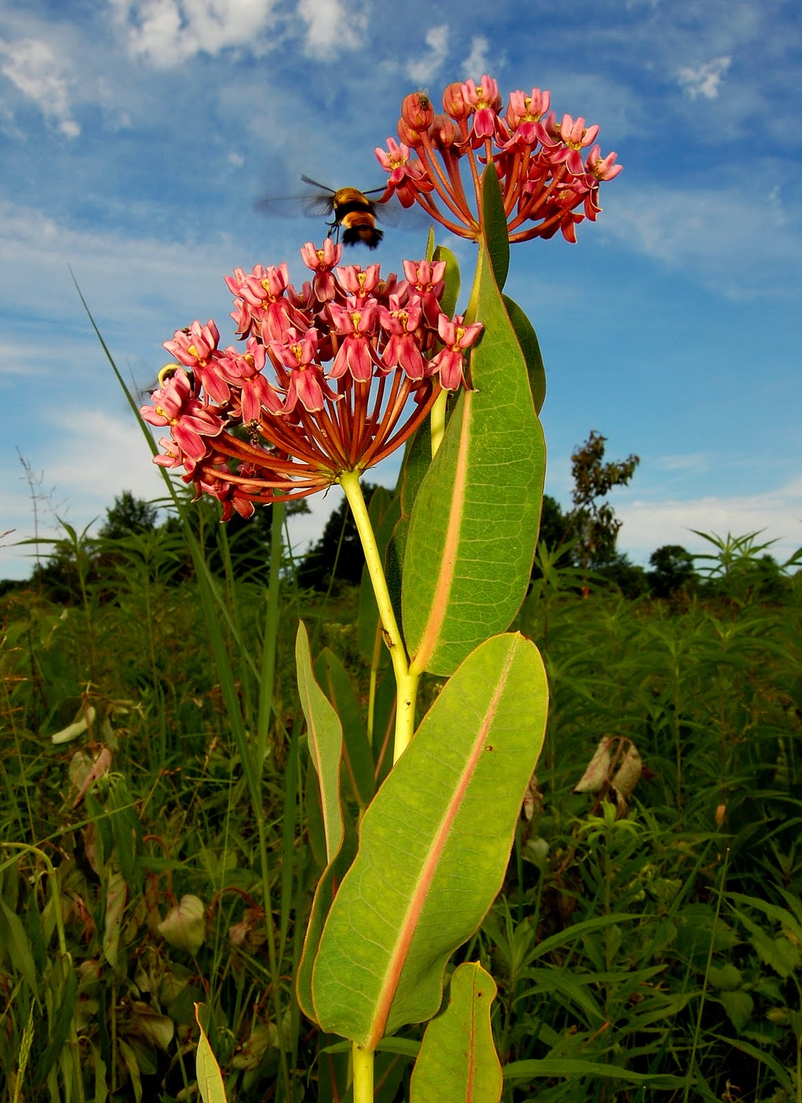 Get Your Botany On!: Prairie Milkweed (Asclepias sullivantii)